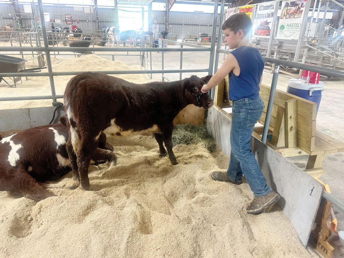 Competitors ready for county fair livestock show | News, Sports, Jobs ...